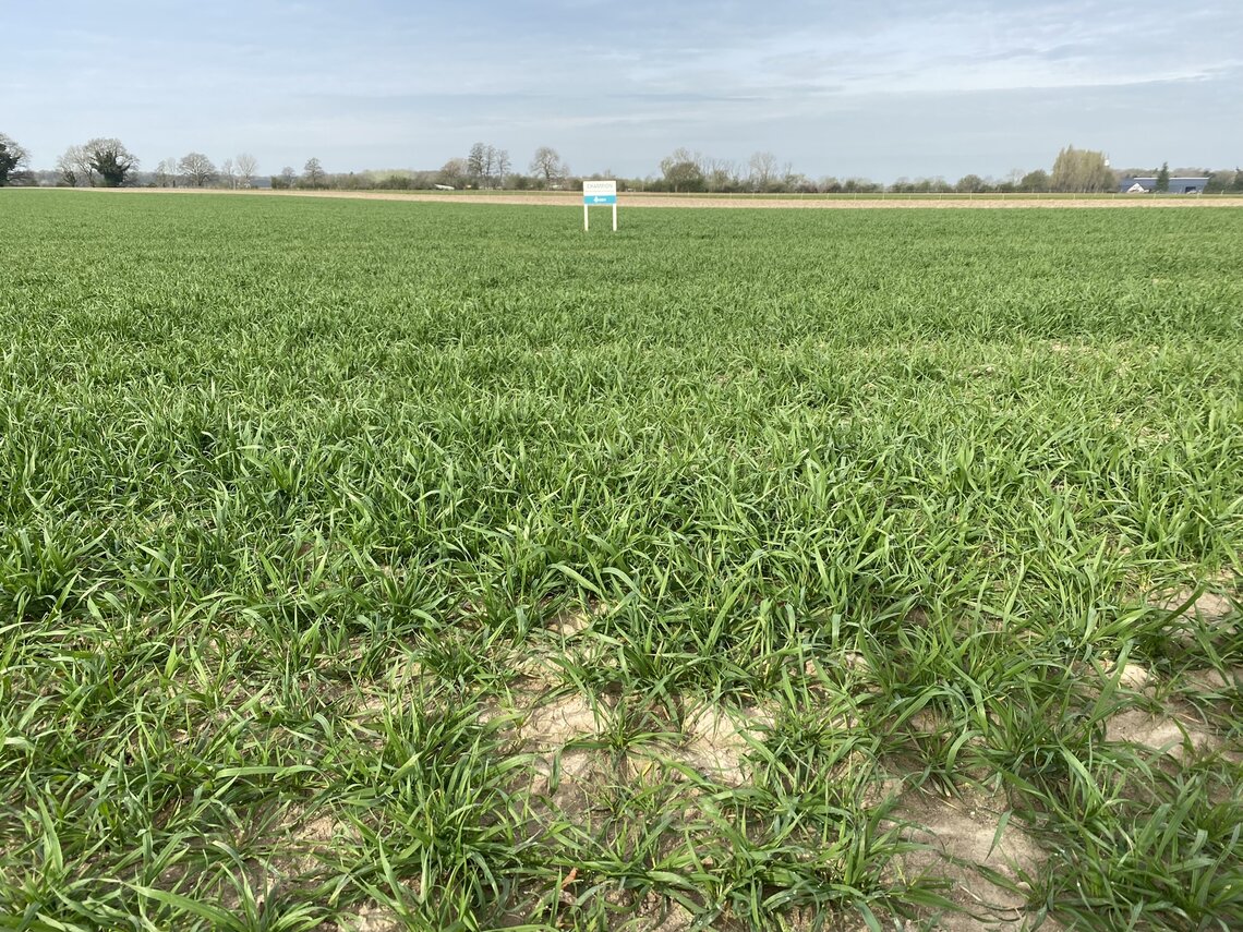 DSV | 08.09.2022 | Champion wintertarwe 2023