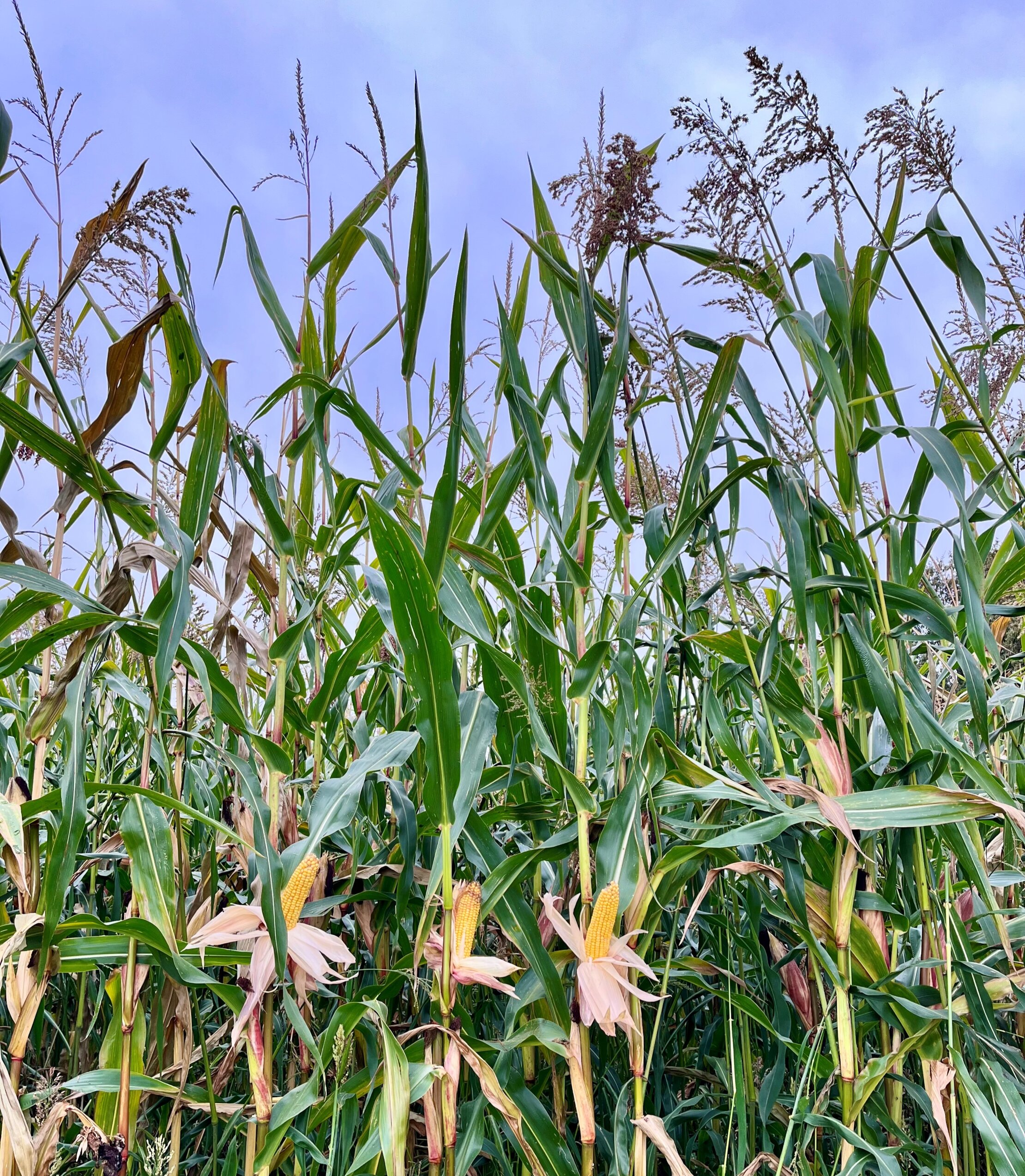 DSV | 10.02.2026 | Rustgewas 2026 Sorghum Mais Mix als ruwvoeroplossing